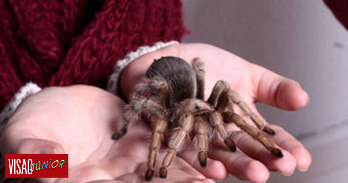 Tarântula Criação Doméstica, Alimentação e Outras Curiosidades | Mundo ...