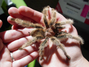 Tarântula Criação Doméstica, Alimentação e Outras Curiosidades | Mundo ...