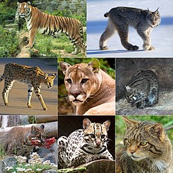 Origem dos Felinos: Historia. O Que São? | Mundo Ecologia