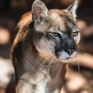 Felinos Brasileiros em Extinção com Fotos | Mundo Ecologia