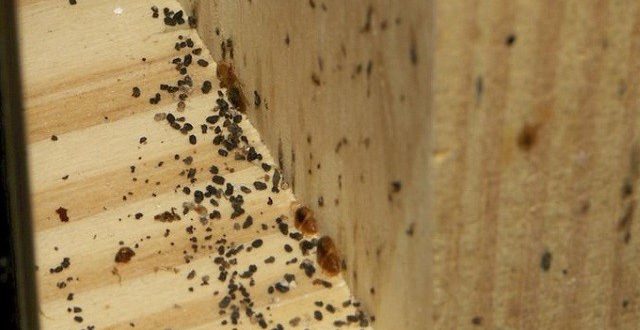 Fezes de Insetos na Parede: Como Saber de Qual É? | Mundo Ecologia