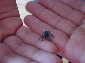 Tarântula Criação Doméstica, Alimentação e Outras Curiosidades | Mundo ...