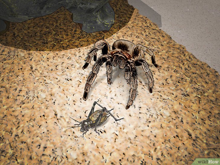 Tarântula Criação Doméstica, Alimentação e Outras Curiosidades | Mundo ...