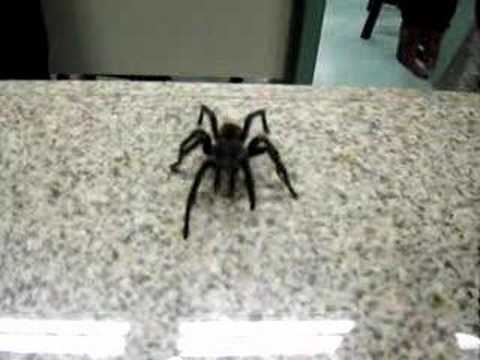 Tarântula Criação Doméstica, Alimentação e Outras Curiosidades | Mundo ...