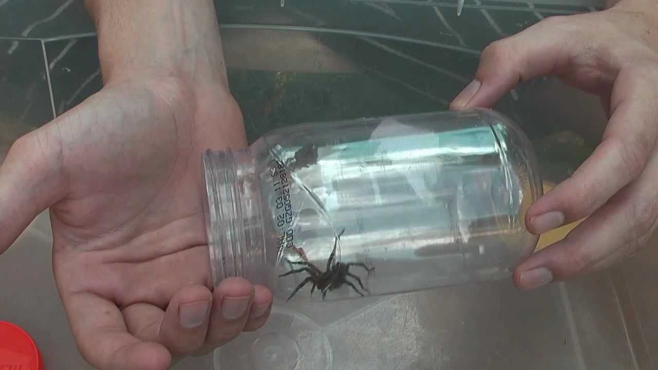 Tarântula Criação Doméstica, Alimentação e Outras Curiosidades | Mundo ...