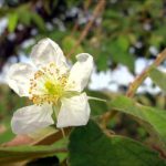Como Cuidar de pé de Araçá: Plantio, Cultivo e Colheita | Mundo Ecologia