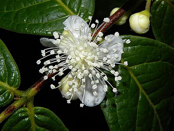 Como Cuidar de pé de Araçá: Plantio, Cultivo e Colheita | Mundo Ecologia