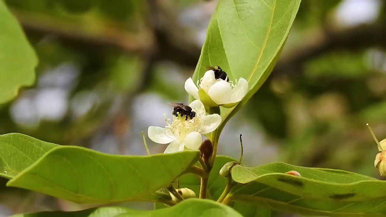 Como Cuidar de pé de Araçá: Plantio, Cultivo e Colheita | Mundo Ecologia
