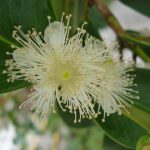 Como Cuidar de pé de Araçá: Plantio, Cultivo e Colheita | Mundo Ecologia