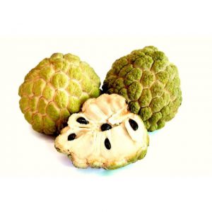 Condessa Lisa: Característica, Nome Científico e Fotos | Mundo Ecologia