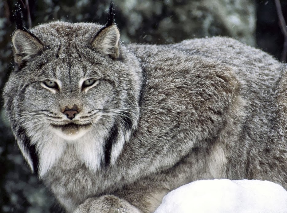 Lista de Tipos de Felinos Selvagens (Com Fotos) | Mundo Ecologia