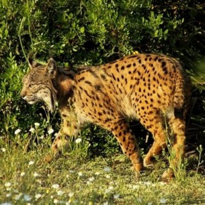 Lista de Tipos de Felinos Selvagens (Com Fotos) | Mundo Ecologia