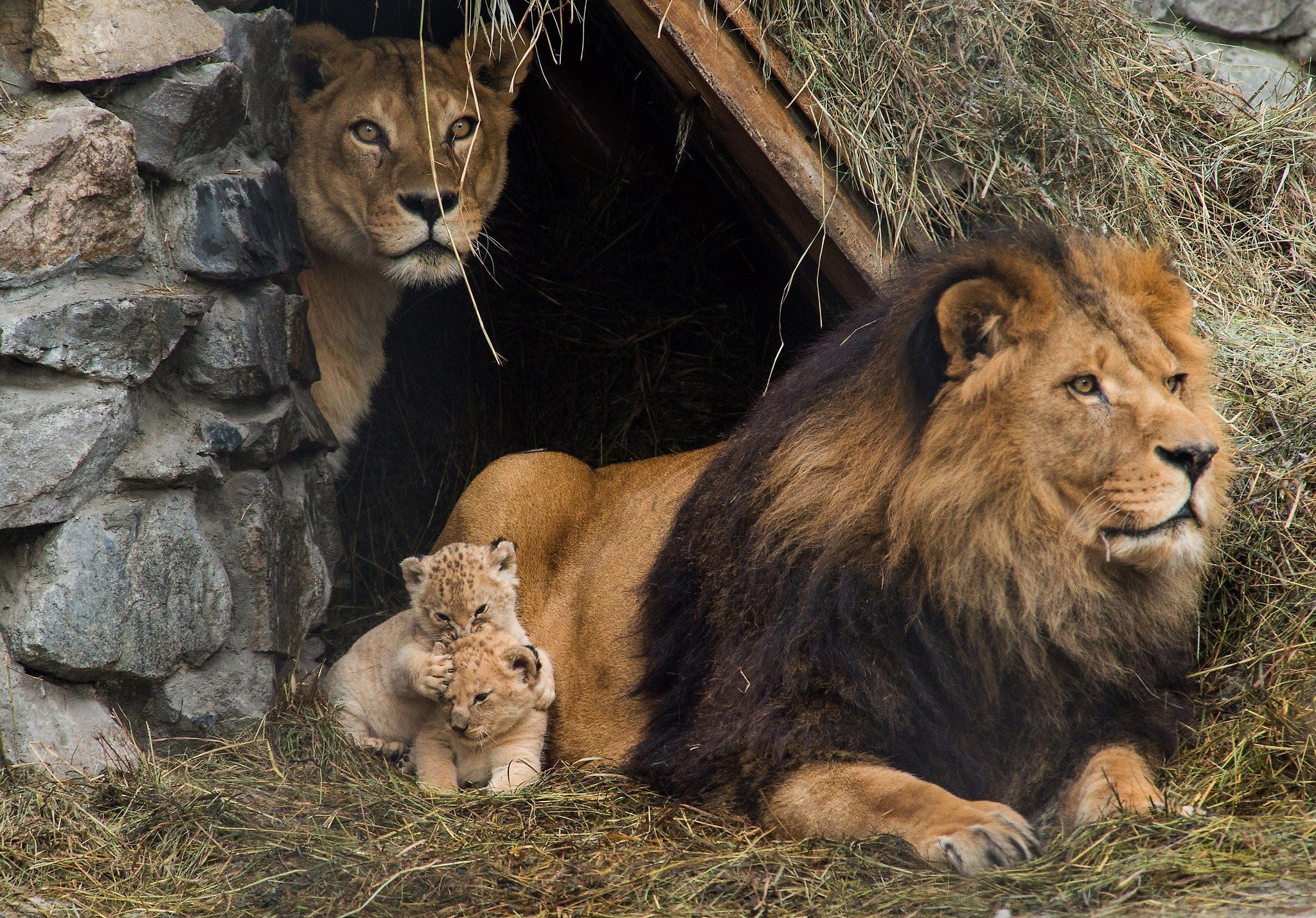 Lista de Tipos de Felinos Selvagens (Com Fotos) | Mundo Ecologia