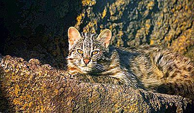 Lista de Tipos de Felinos Selvagens (Com Fotos) | Mundo Ecologia