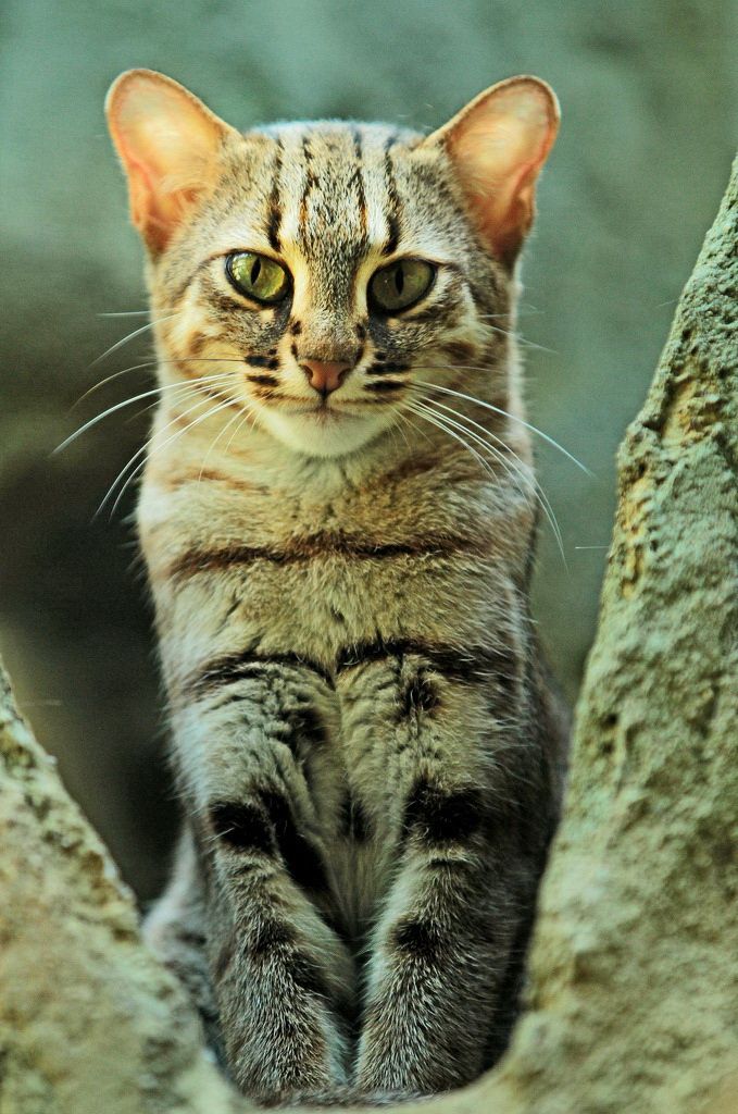 Lista de Tipos de Felinos Selvagens (Com Fotos) | Mundo Ecologia