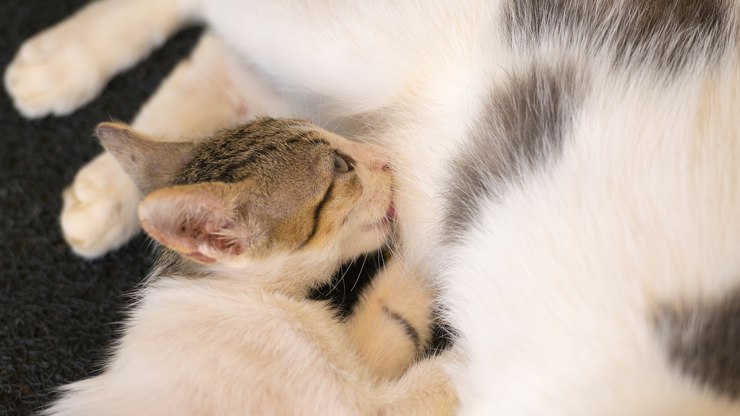 Reprodução Dos Felinos E Período De Gestação | Mundo Ecologia