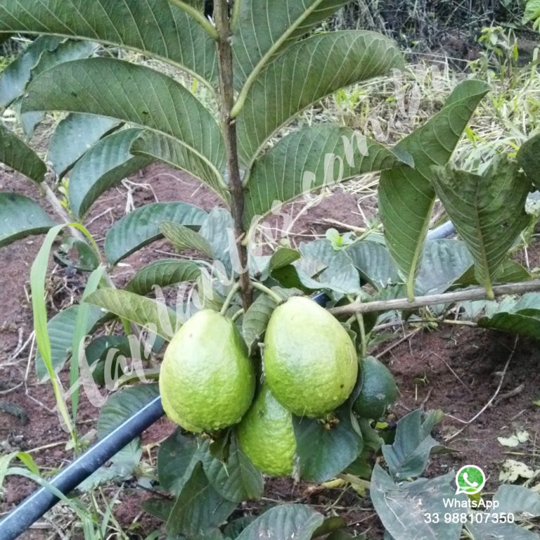 Goiaba Tailandesa: Origem, Características e Fotos | Mundo Ecologia