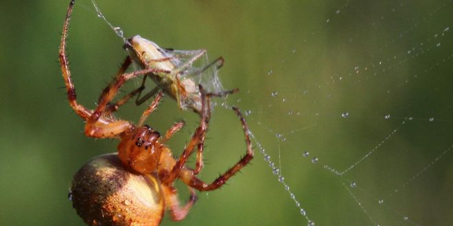 Alimentação das Aranhas: O Que Elas Comem? | Mundo Ecologia