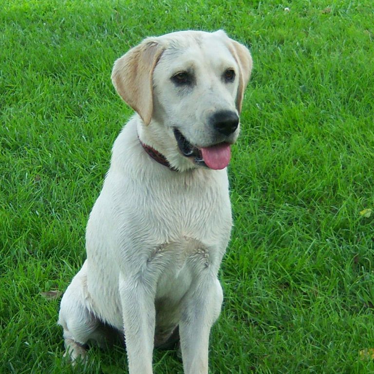 Tipos de Labrador Retriever: Peludos, Americano e Inglês | Mundo Ecologia