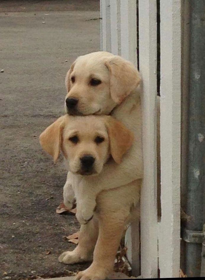 Tipos de Labrador Retriever: Peludos, Americano e Inglês | Mundo Ecologia