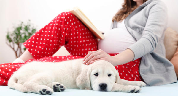 Tipos de Labrador Retriever: Peludos, Americano e Inglês | Mundo Ecologia