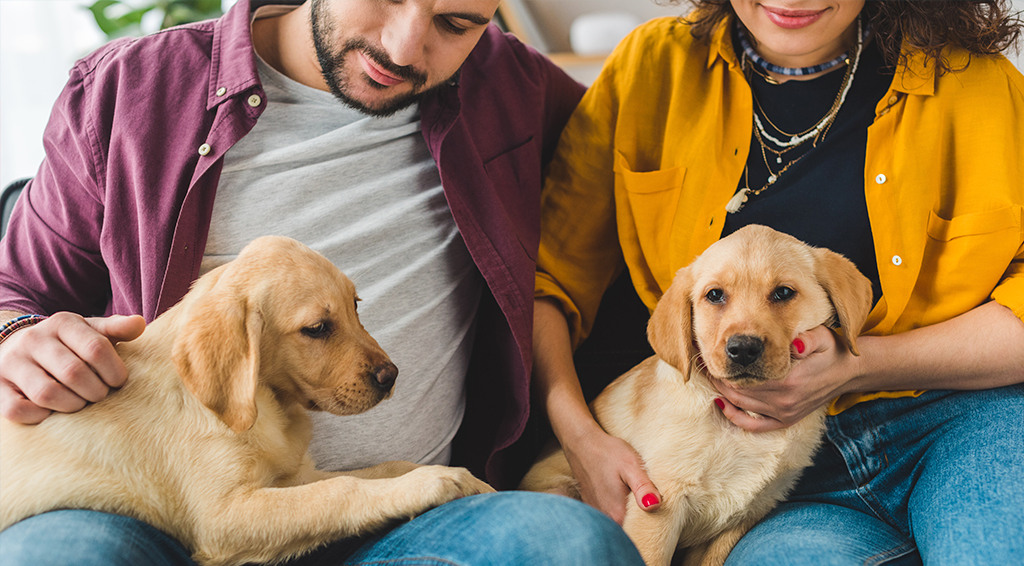 Tipos de Labrador Retriever: Peludos, Americano e Inglês | Mundo Ecologia