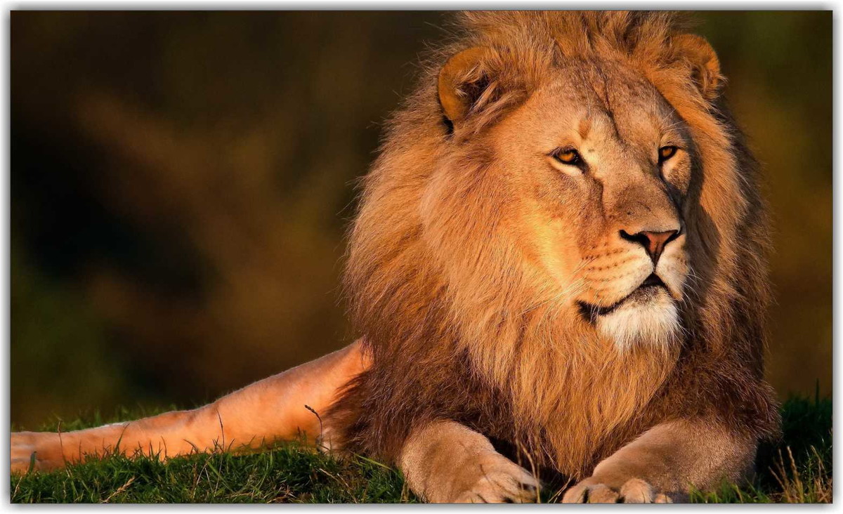 Utilidade do Leão Na Natureza – Mundo Ecologia