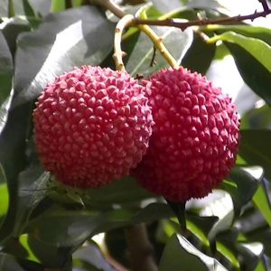 Lichia: Quais os Seus Benefícios e Malefícios? Para Que Ela Serve ...