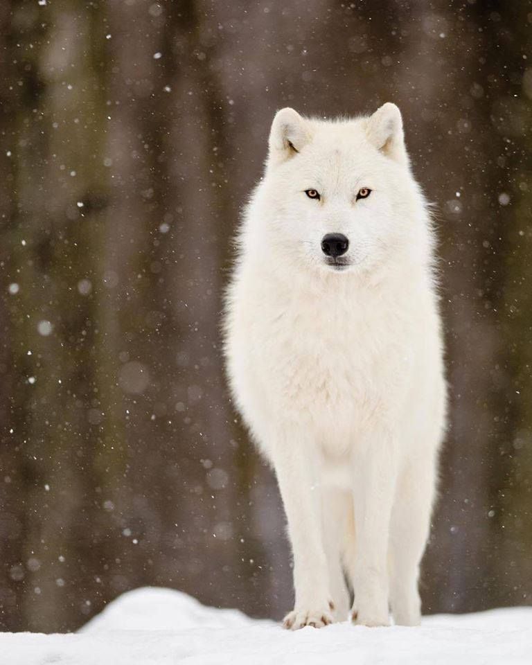 Lobo do Ártico Curiosidades | Mundo Ecologia