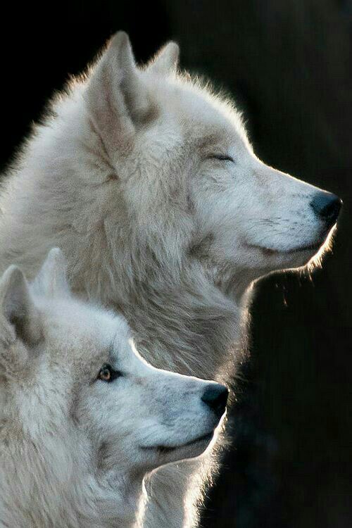 Lobo do Ártico Curiosidades | Mundo Ecologia