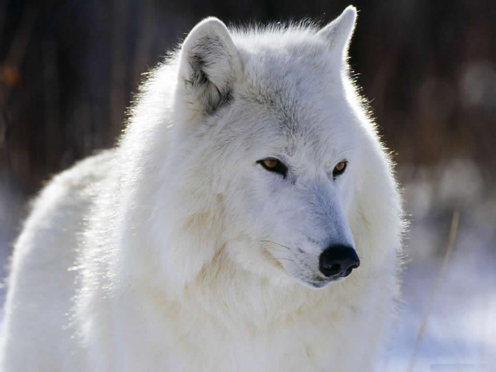 Lobo do Ártico Curiosidades | Mundo Ecologia