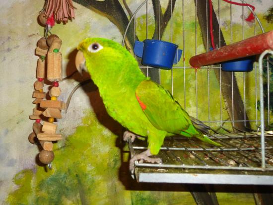 Maritaca De Estimação É Permitida No Brasil? Onde Comprar? – Mundo Ecologia