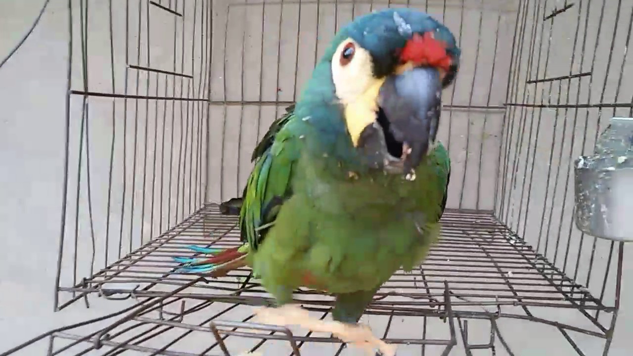 Maritaca De Estimação É Permitida No Brasil? Onde Comprar? – Mundo Ecologia