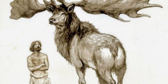 Alce Gigante Existe? Qual o Maior Alce do Mundo? | Mundo Ecologia