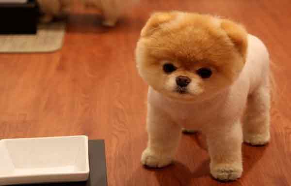 Spitz Alemão: Características do Mini, Fotos e Cores | Mundo Ecologia