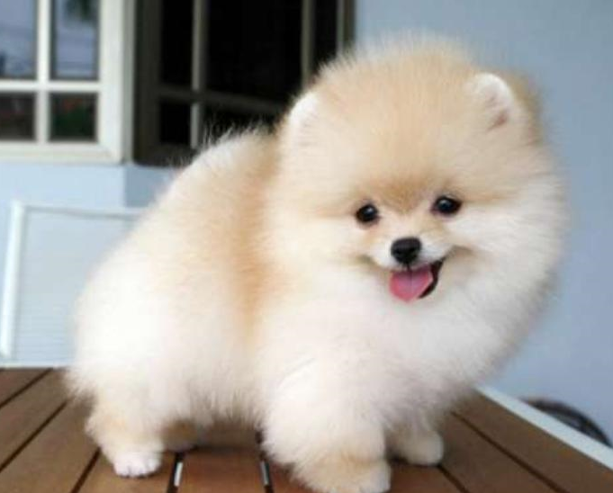 Spitz Alemão: Características do Mini, Fotos e Cores | Mundo Ecologia