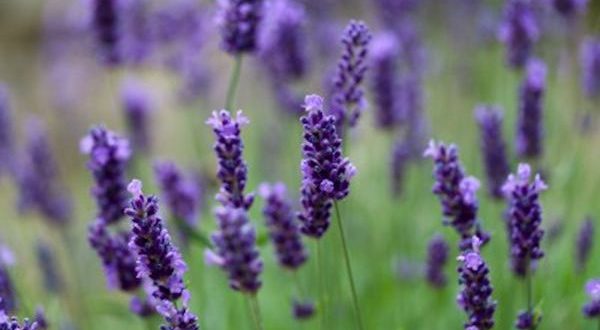 Lavanda Dentata: Chá, Propriedades e Nome Científico | Mundo Ecologia