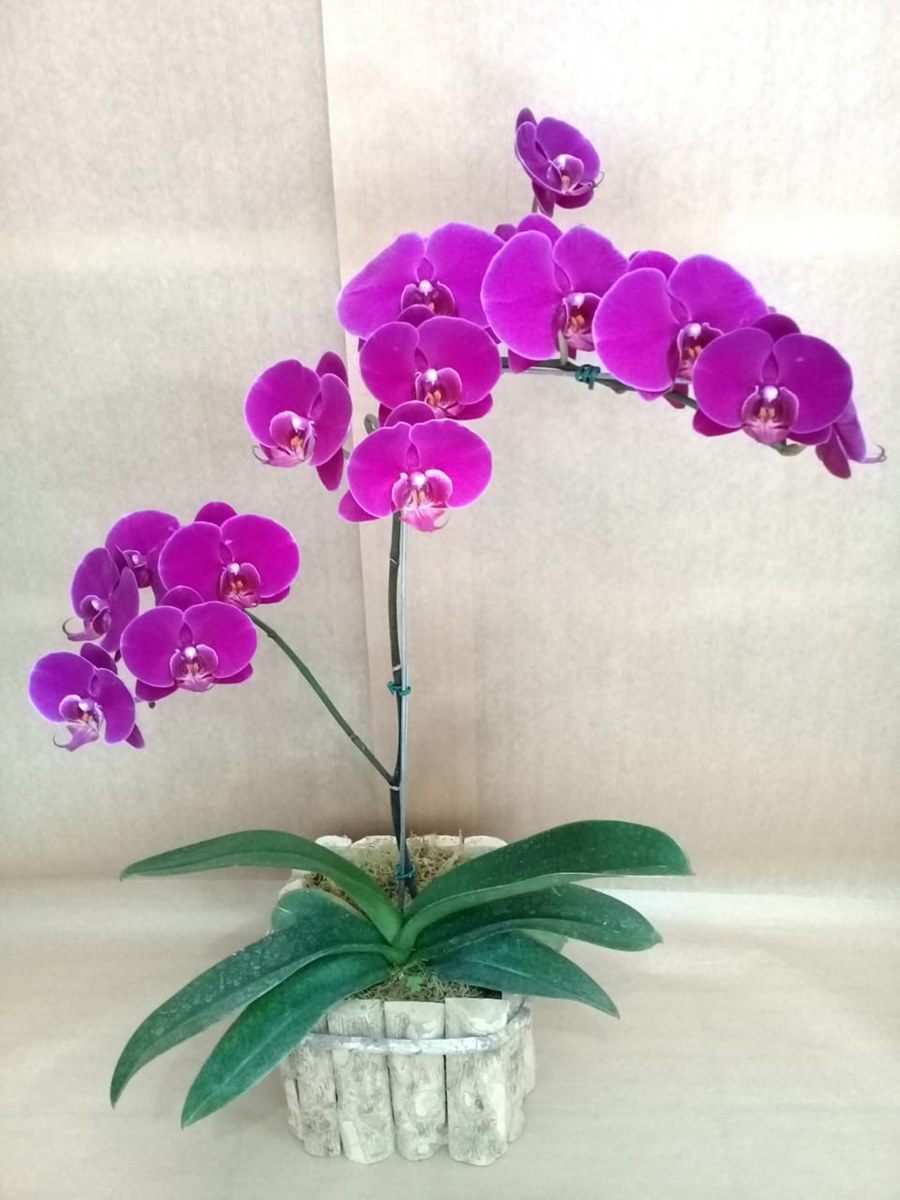 Significado das Orquídeas Branca, Roxa e Azul: Simbologia – Mundo Ecologia