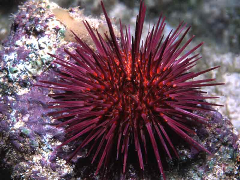 Ouriço do Mar Paracentrotus: Características e Fotos | Mundo Ecologia