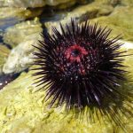 Ouriço do Mar Roxo: Características, Nome Cientifico e Fotos | Mundo ...