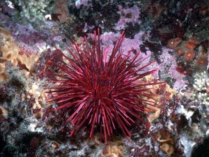Ouriço do Mar Roxo: Características, Nome Cientifico e Fotos | Mundo ...