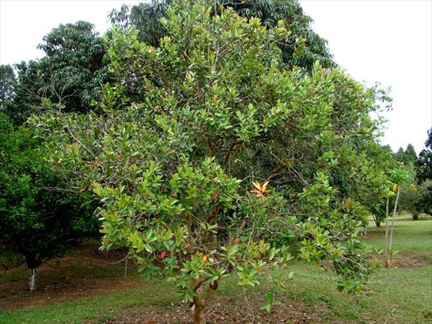 Como Cuidar de pé de Araçá: Plantio, Cultivo e Colheita | Mundo Ecologia