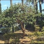 Como Cuidar de pé de Araçá: Plantio, Cultivo e Colheita | Mundo Ecologia