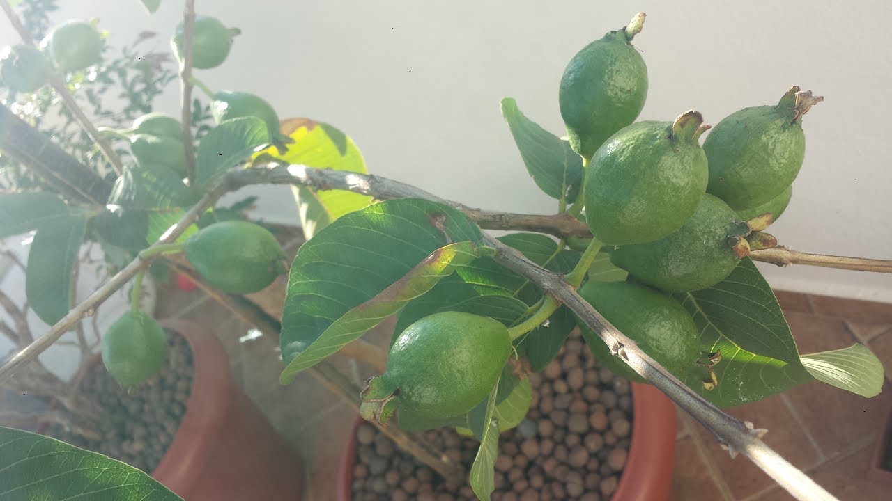 Como Cuidar de Goiabeira: Dicas de Cultivo do Pé – Mundo Ecologia