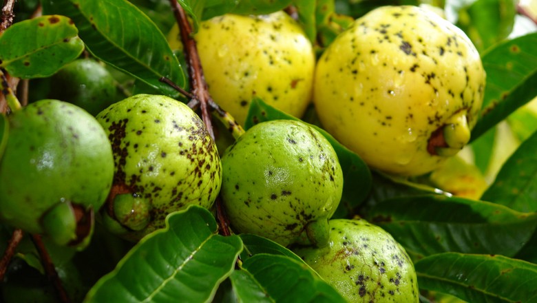 Como Cuidar de Goiabeira: Dicas de Cultivo do Pé – Mundo Ecologia