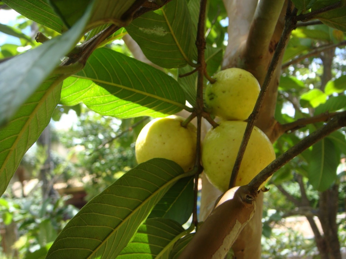 Como Cuidar de Goiabeira: Dicas de Cultivo do Pé – Mundo Ecologia
