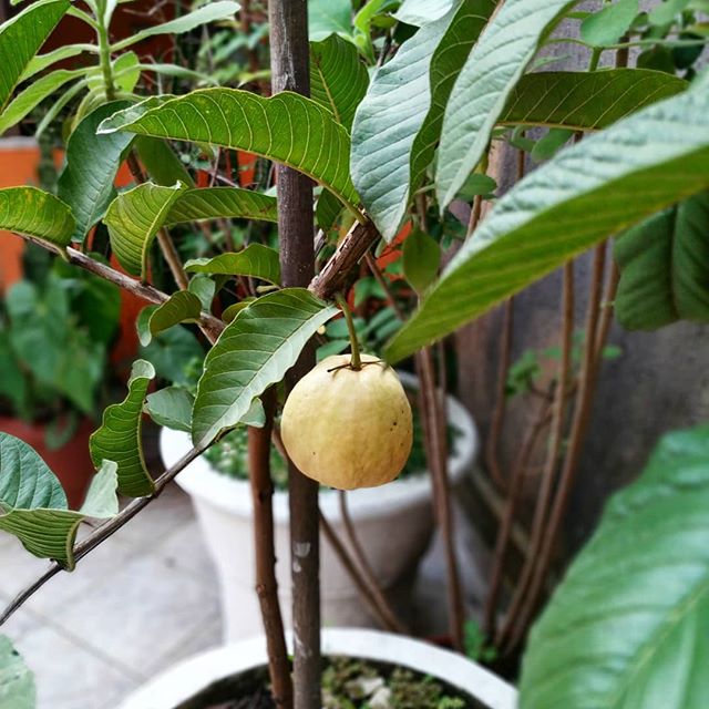 Como Cuidar de Goiabeira: Dicas de Cultivo do Pé – Mundo Ecologia