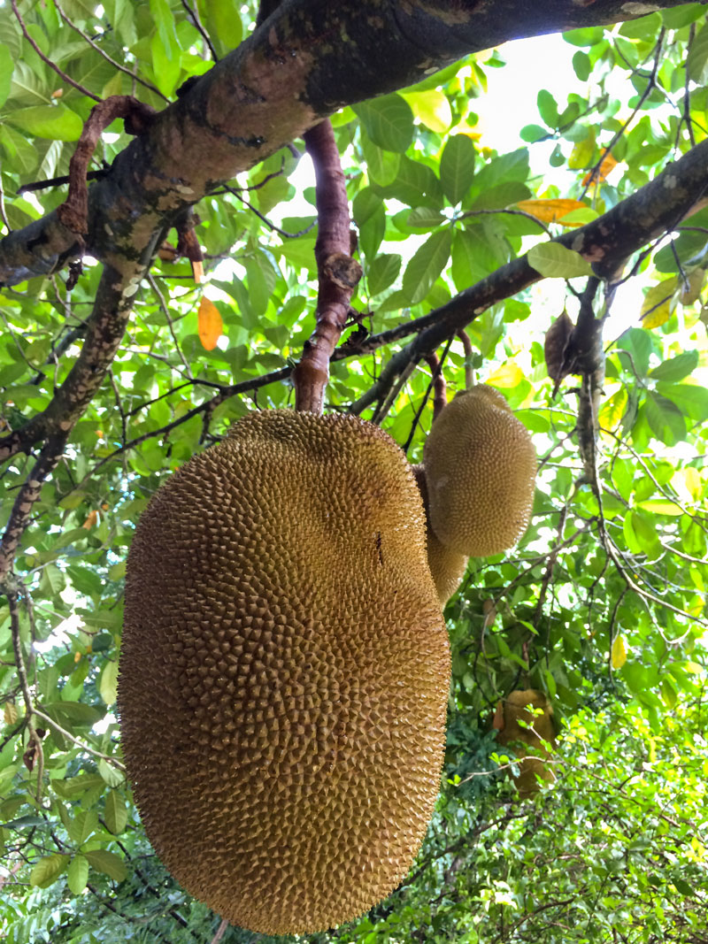 Quanto Tempo Demora Para Um Pé de Jaca Dar Frutos? | Mundo Ecologia