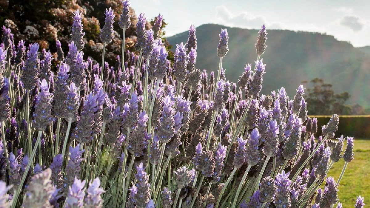 Lavanda Selvagem: Como Cuidar, Nome Cientifico E Fotos | Mundo Ecologia