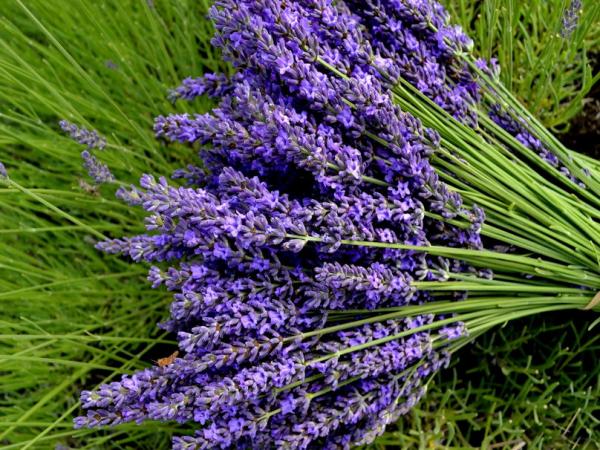 Lavanda Selvagem: Como Cuidar, Nome Cientifico E Fotos – Mundo Ecologia